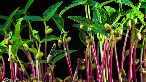 Mung Beans Germination on Black Background, Stock Footage | VideoHive