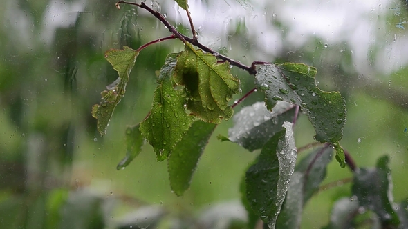 Wind Shakes Trees, Drops of Rain Fall on Leaves of the Tree, Wind and ...