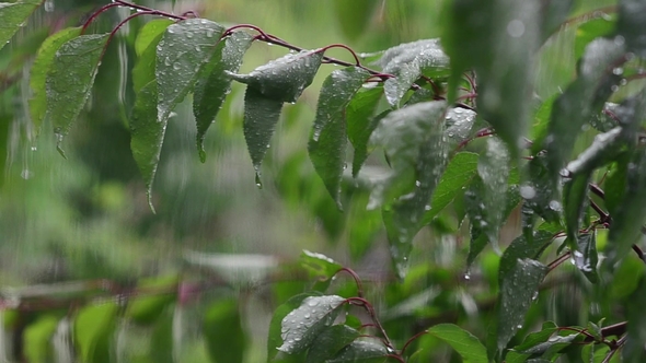 Drops of Rain Fall on Leaves of the Tree, Stock Footage | VideoHive