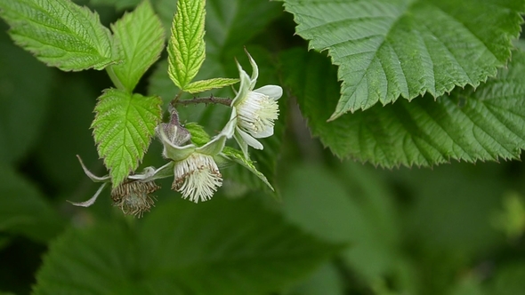 White Raspberry Flowers on a Branch, Stock Footage | VideoHive