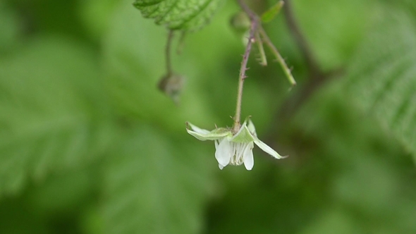White Raspberry Flower in Garden, Stock Footage | VideoHive