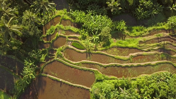 Popular Rice Paddy Fields in Ubud. , Aerial. Bali, Indonesia., Stock ...