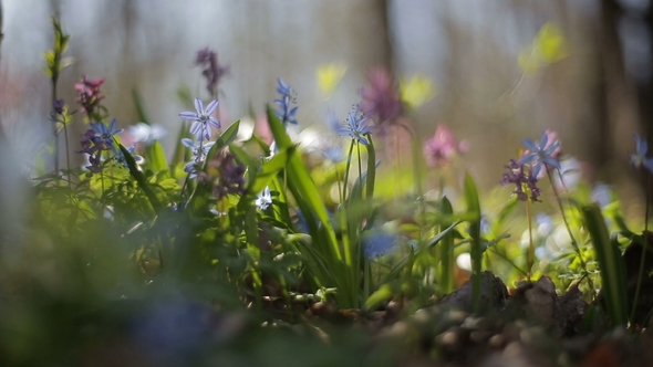 First Blooming Flowers in a Spring Wild Forest. Fresh Grass and Flowers ...