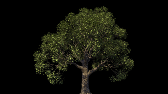 4K Oak Tree Growing Timelapse, Motion Graphics | VideoHive