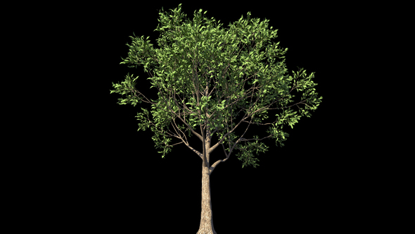 4K Apple Tree Growing Timelapse, Motion Graphics | VideoHive