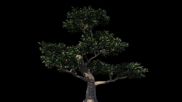 4K Ficus Pertusa Tree Growing Timelapse, Motion Graphics | VideoHive