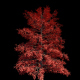 4K Red Maple Tree Growing Timelapse, Motion Graphics | VideoHive