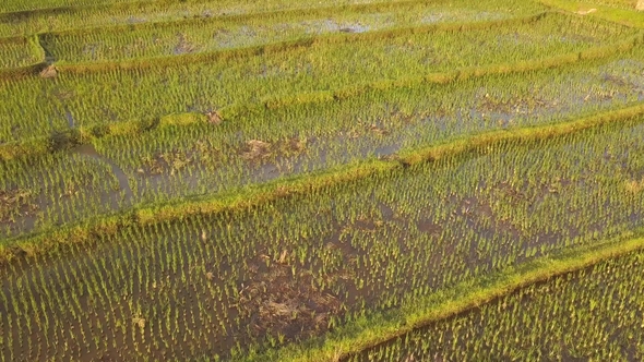 Aerial: Rice Paddy Field, Stock Footage | VideoHive