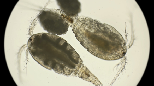 Female Cyclops with Egg Sacks Under Microscope, Stock Footage | VideoHive