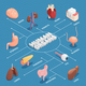 Human Organs Isometric Flowchart, Vectors | GraphicRiver