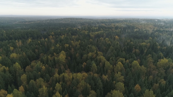 Forest From a Bird's-Eye View, Stock Footage | VideoHive