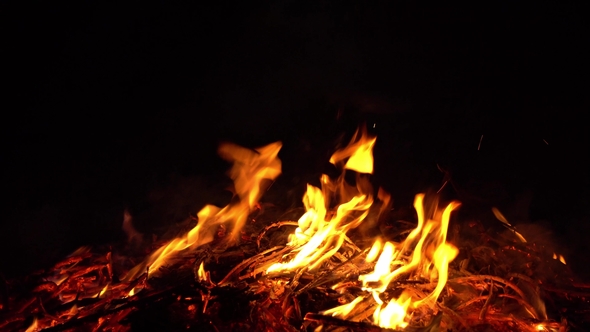 Burning Fire in Nature. Bright Flames., Stock Footage | VideoHive