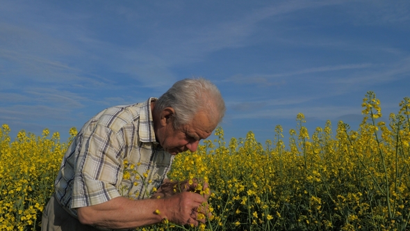 Old Farmer in the Field To Check the Quality and Ripening of the Crop ...