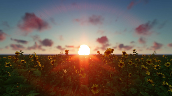 Field Of Sunflowers At Sunset, Motion Graphics | VideoHive