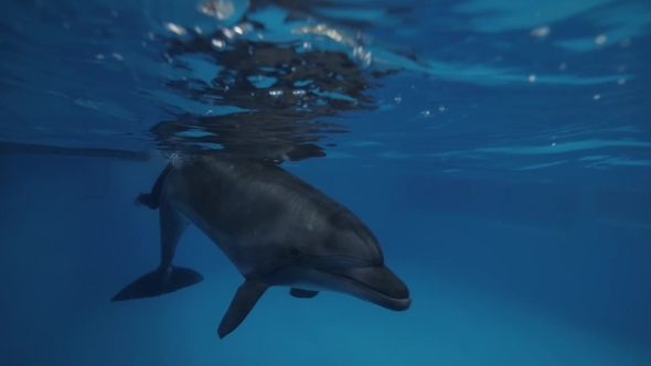 Dolphin Swimming Underwater Together Trainer in Floating Pool in ...