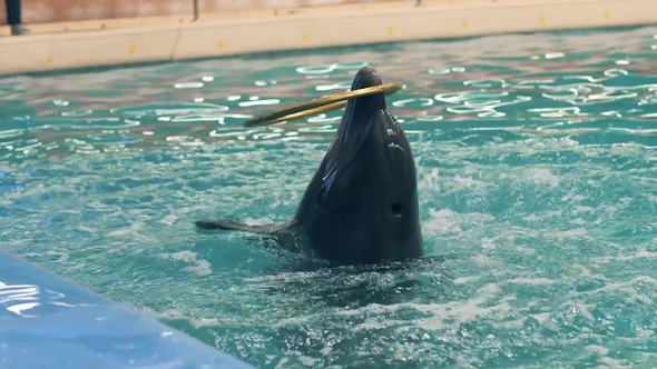 Dolphin Playing with Ring in Dolphinarium and Jumping on Poolside ...