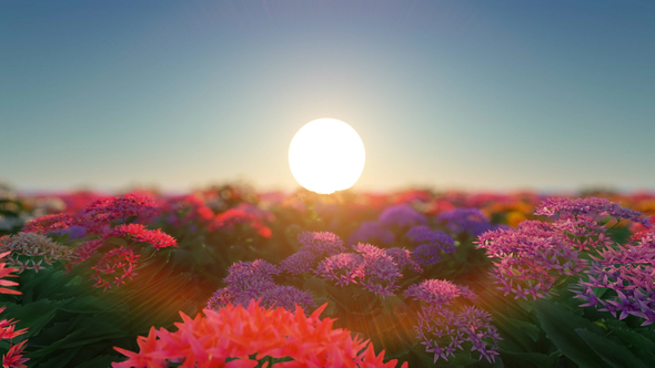 3D Flower Field, Motion Graphics | VideoHive