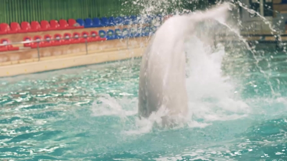 Beluga Whale Jumping and Diving in Swimming Pool on Performance in ...