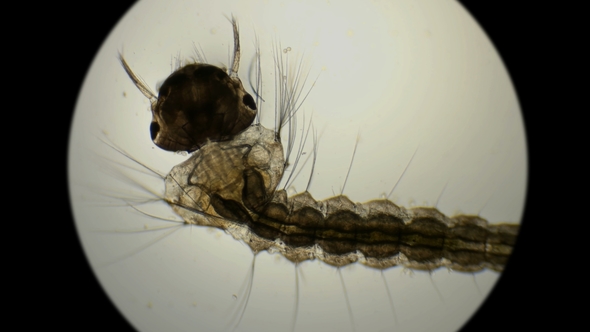 Larva of a Mosquito Under a Microscope, Stock Footage | VideoHive