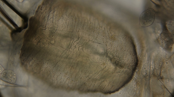 Organs of a Mosquito Larva Under a Microscope, Stock Footage | VideoHive