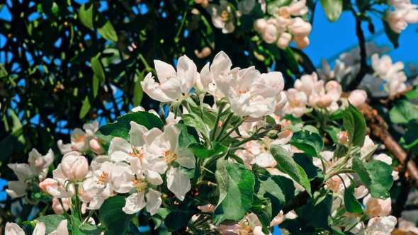 Apple Trees Flowers, Stock Footage | VideoHive