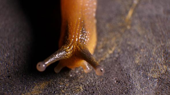 Snail Wiggle and Move Slowly, Stock Footage | VideoHive
