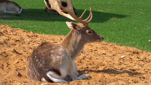 Deer, Stock Footage | VideoHive