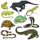 Set of Reptiles and Amphibians, Vectors | GraphicRiver