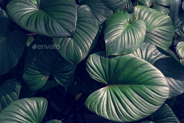Dark Green Tree Leaves