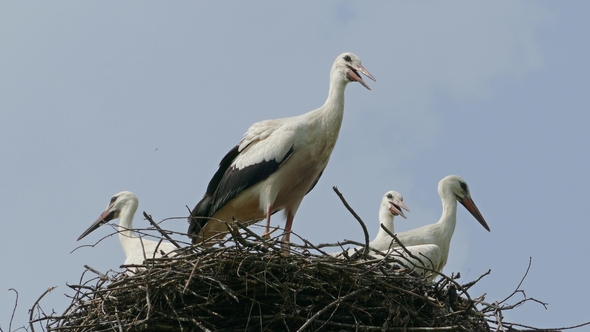 Stork Family in the Nest, Stock Footage | VideoHive