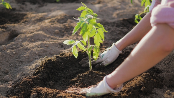 A Farmers Hands Hoeing The Soil Around The Tomato Seedling, Stock Footage