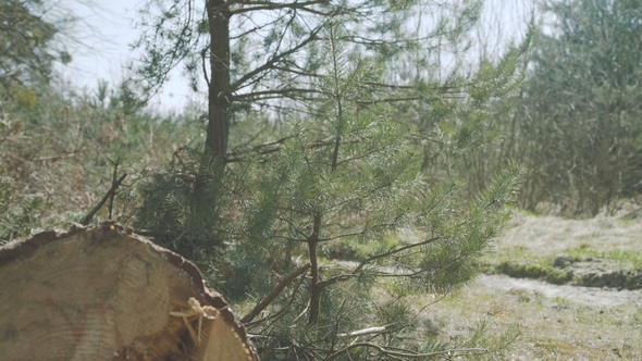 View of the Cut Tree., Stock Footage | VideoHive
