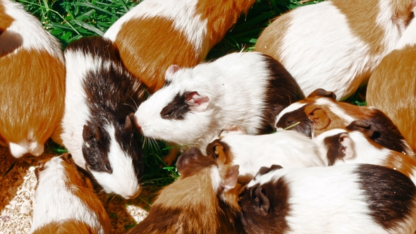 Guinea Pigs Eating Food, Stock Footage | VideoHive