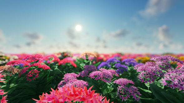 Flower Field, Motion Graphics | VideoHive