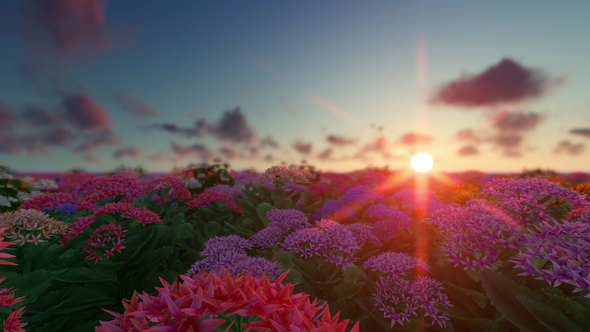 Flowers at Sunset, Motion Graphics | VideoHive