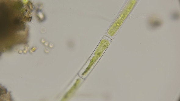 Filamentous Algae Under a Microscope, Stock Footage | VideoHive