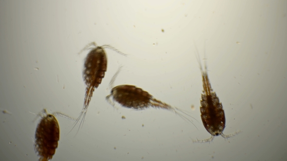 Female Cyclops with Egg Sacks Under Microscope, Stock Footage | VideoHive