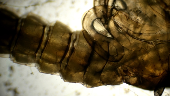 Anopheles Mosquito Maculipennis Larva Under a Microscope, Stock Footage