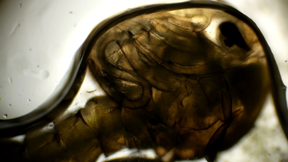 Anopheles Mosquito Maculipennis Larva under a Microscope, Stock Footage