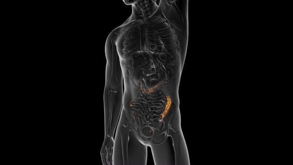Anatomy Scan of Human Colon, Motion Graphics | VideoHive