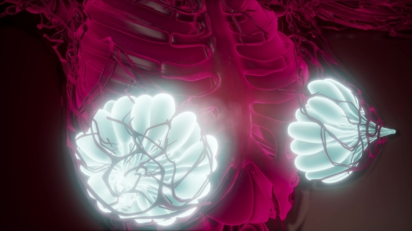 Human Body with Visible Glow Mammary Gland, Motion Graphics | VideoHive