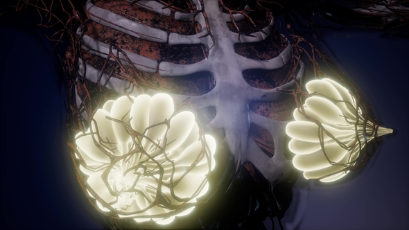 Human Body with Visible Glow Mammary Gland, Motion Graphics | VideoHive