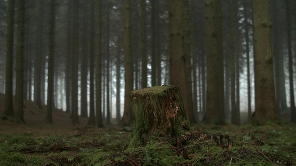 Tree Stump in Woods, Stock Footage | VideoHive
