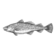 Ink Sketch of Cod Fish, Vectors | GraphicRiver