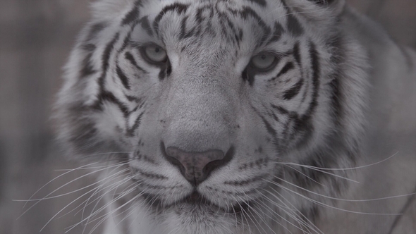 Muzzle of White Tiger Looking at You, Stock Footage | VideoHive