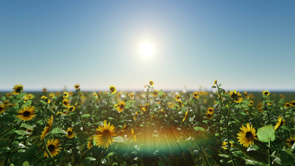 Sunflowers and Sun, Motion Graphics | VideoHive