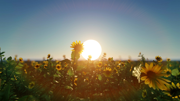 Field Of Sunflowers, Motion Graphics | VideoHive
