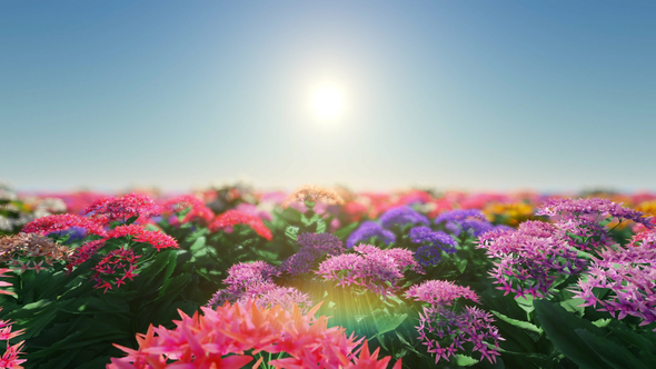 Flowers with Sun, Motion Graphics | VideoHive