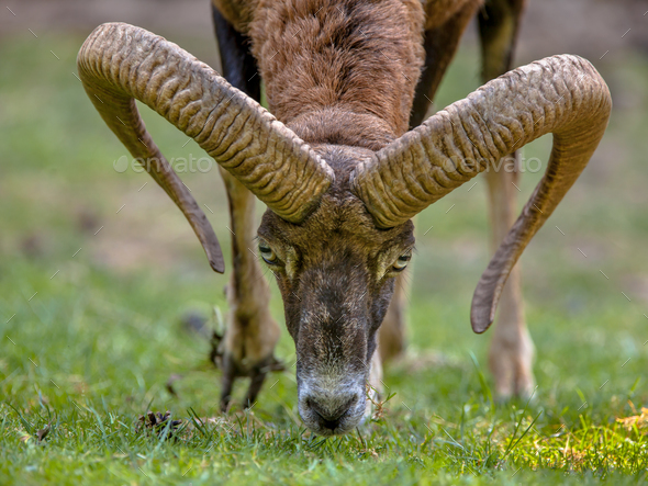 Mouflon sheep head frontal Stock Photo by CreativeNature_nl | PhotoDune