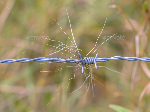 Badger hair trace Stock Photo by CreativeNature_nl | PhotoDune